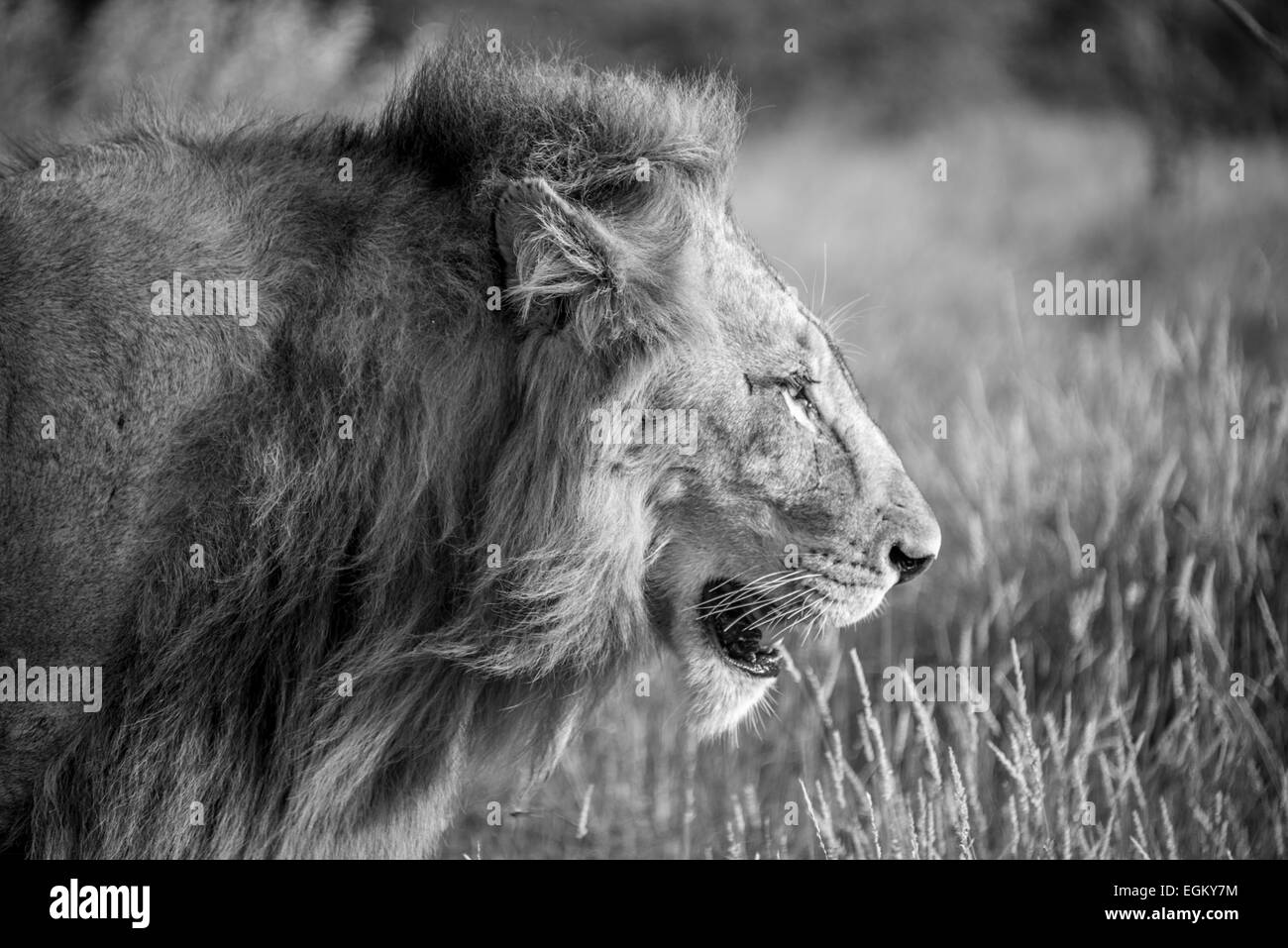 Beautiful male lion hi-res stock photography and images - Alamy