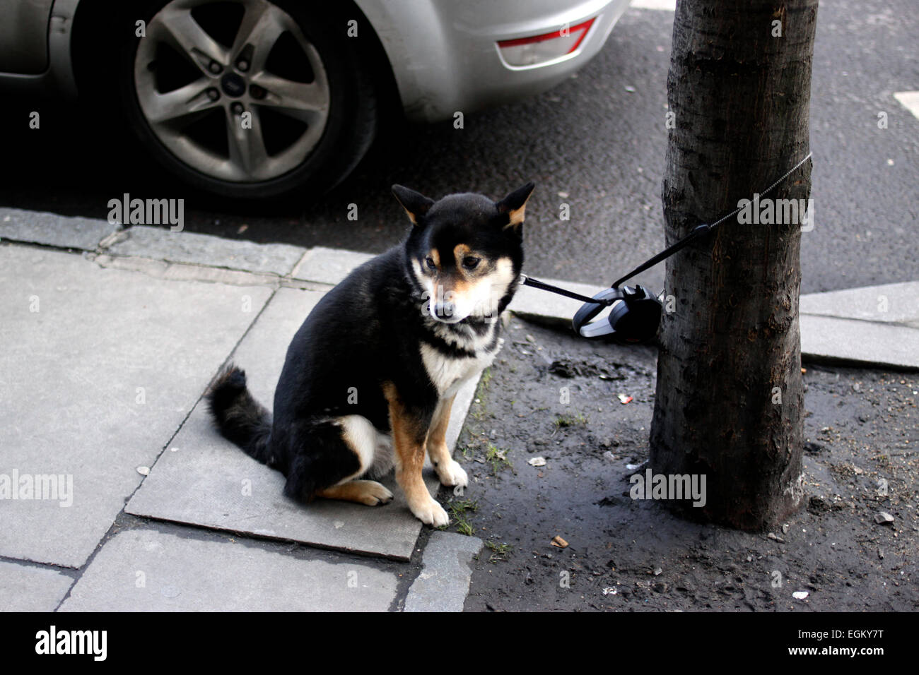 A dog tied up with a leash outside a shop in East London Stock Photo ...