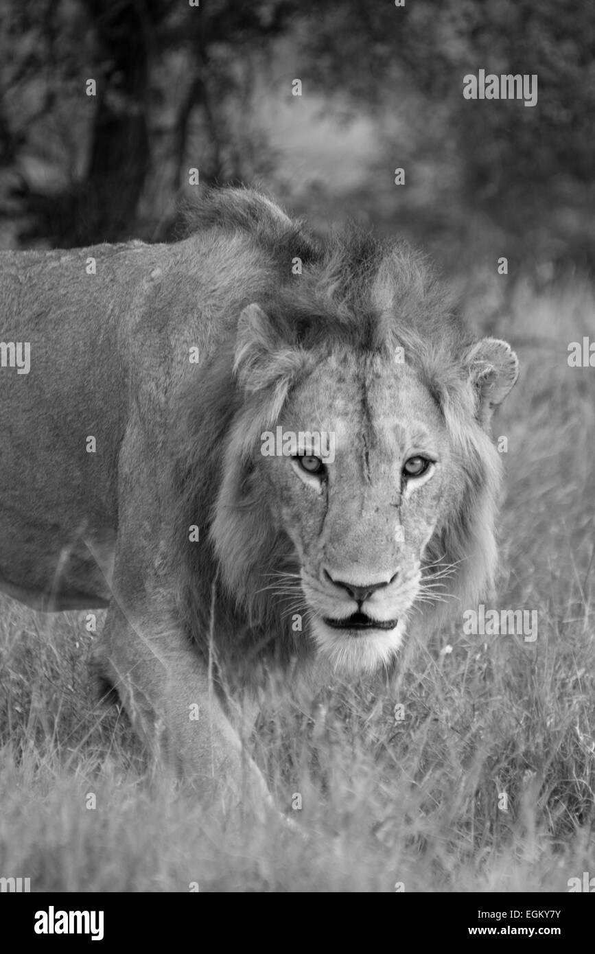 A young male lion gives the camera a good stare Stock Photo - Alamy