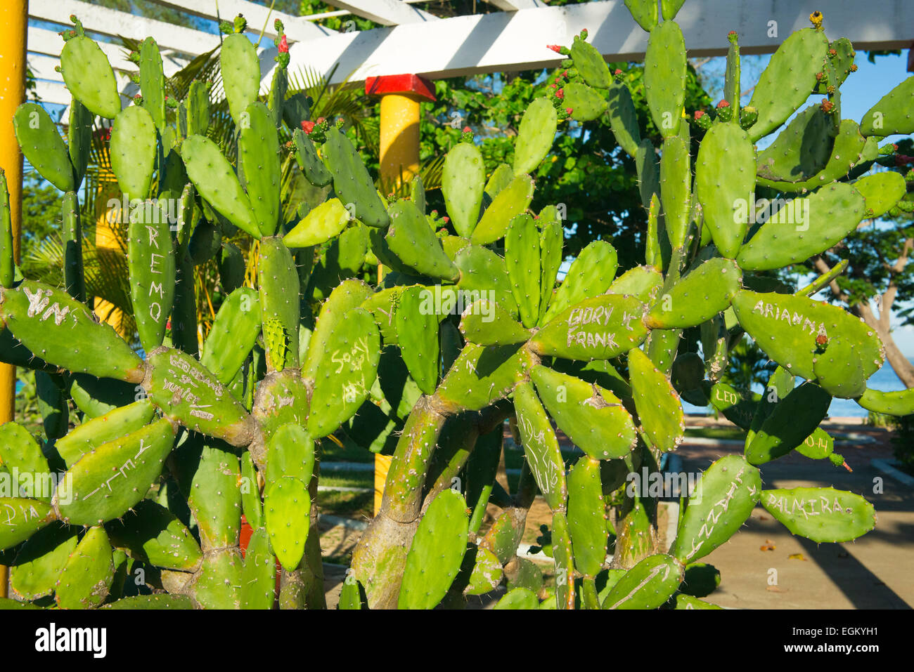 Cacti cuba hi-res stock photography and images - Alamy