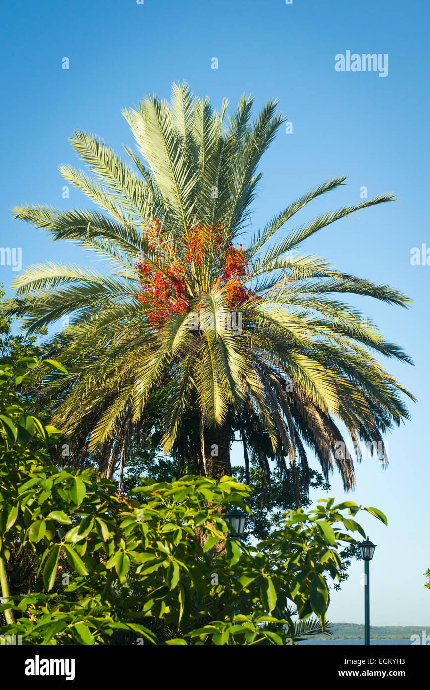 Cuba Cienfuegos Punta Gorda gardens park southern tip bay palm tree red ...