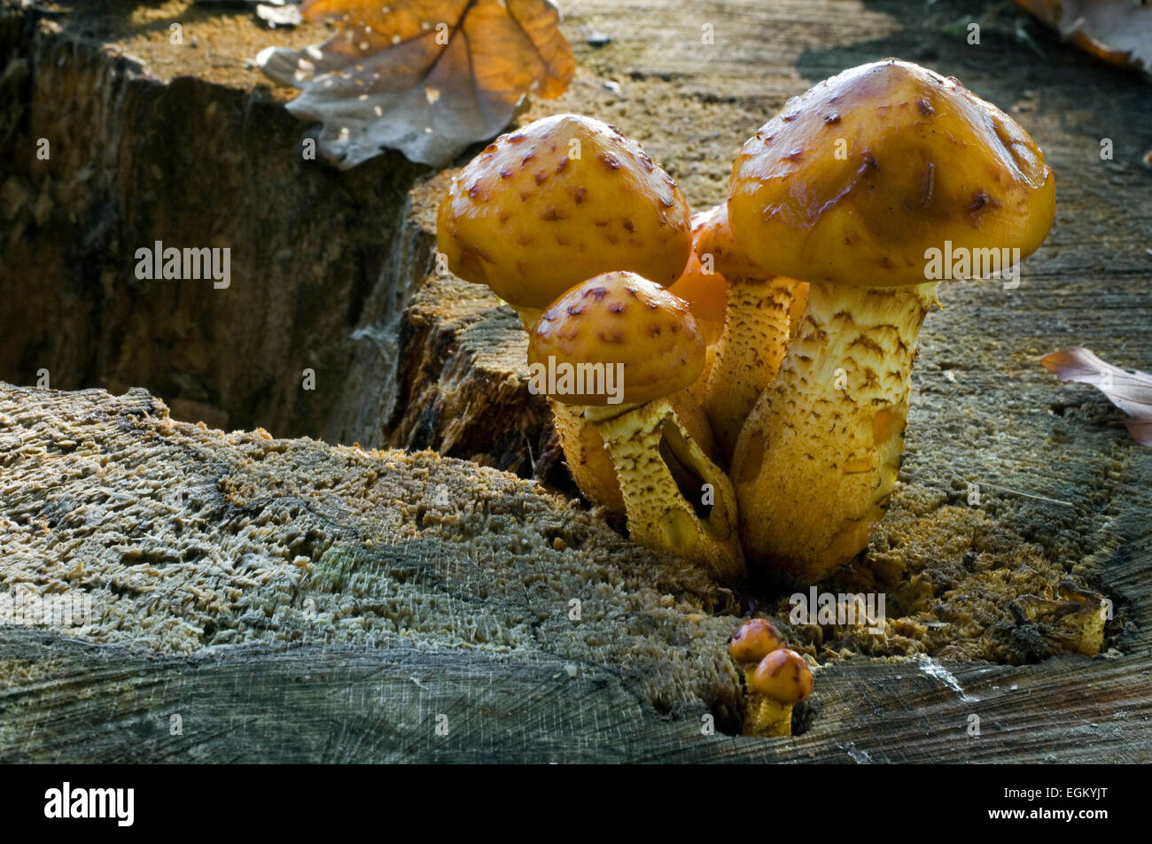 Golden scalycap toadstools (Pholiota aurivella) on beech tree stump ...