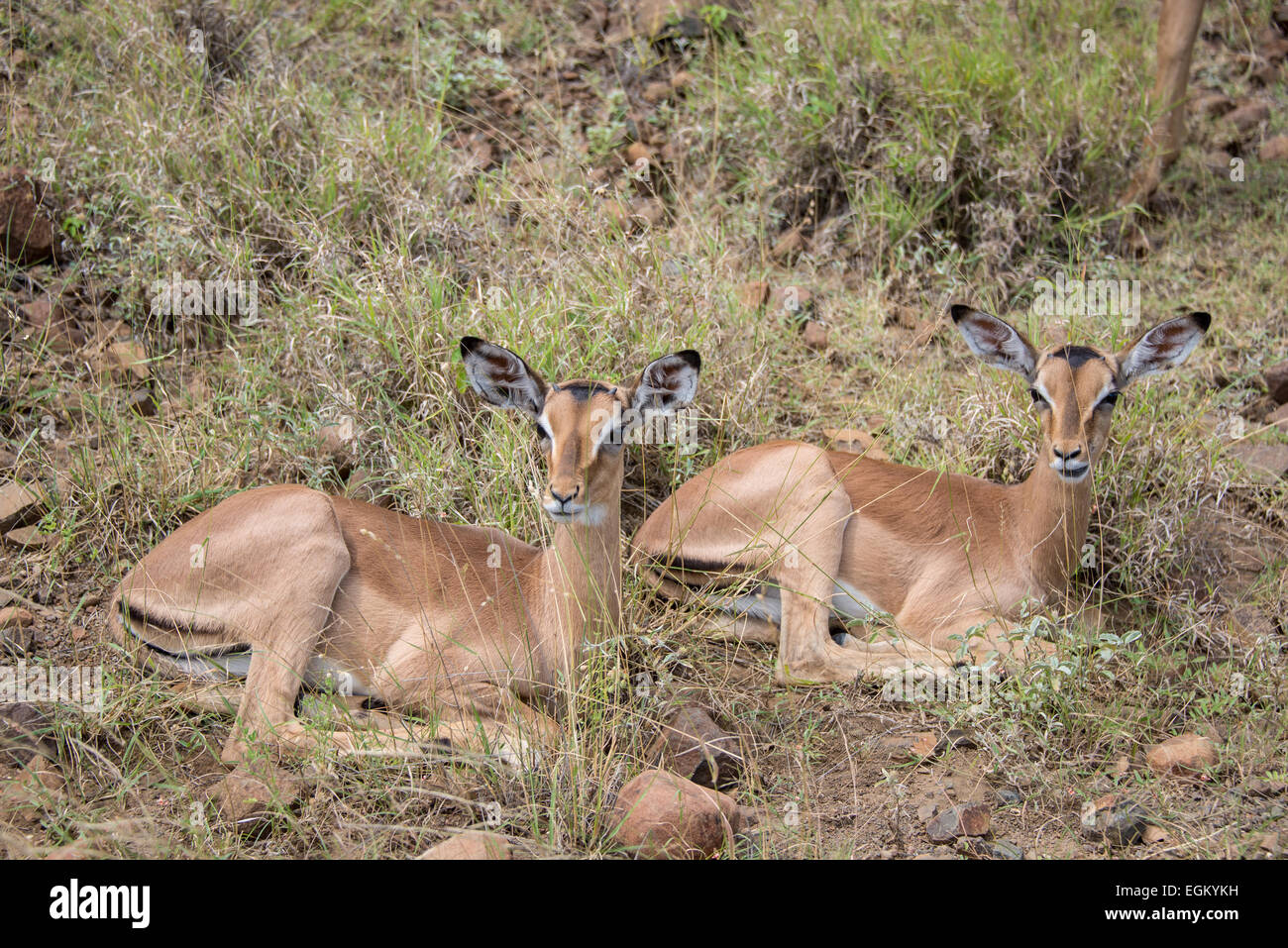 Impala deer hi-res stock photography and images - Alamy