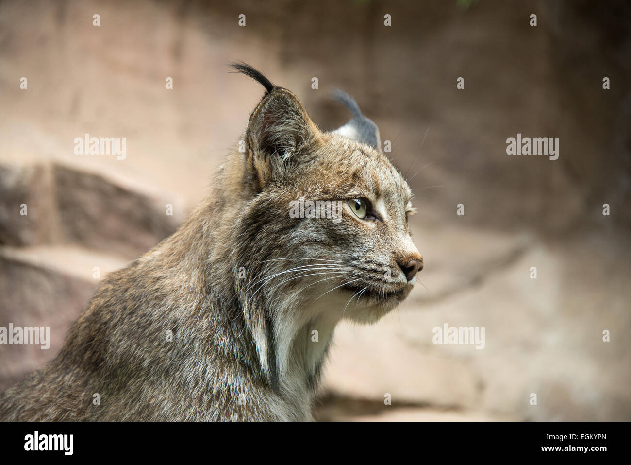 Lynx cat hi-res stock photography and images - Alamy