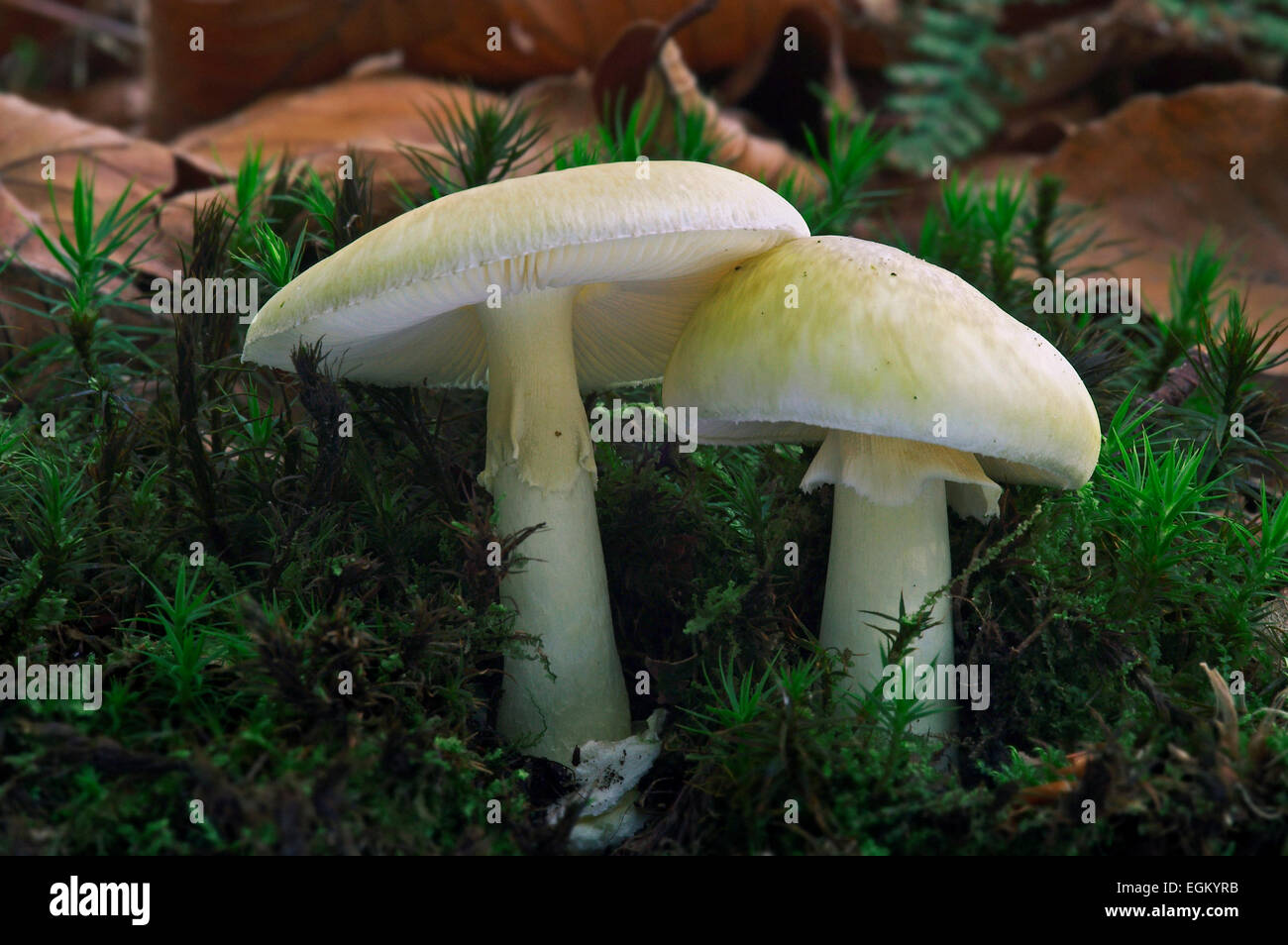 Death cap mushrooms hi-res stock photography and images - Alamy