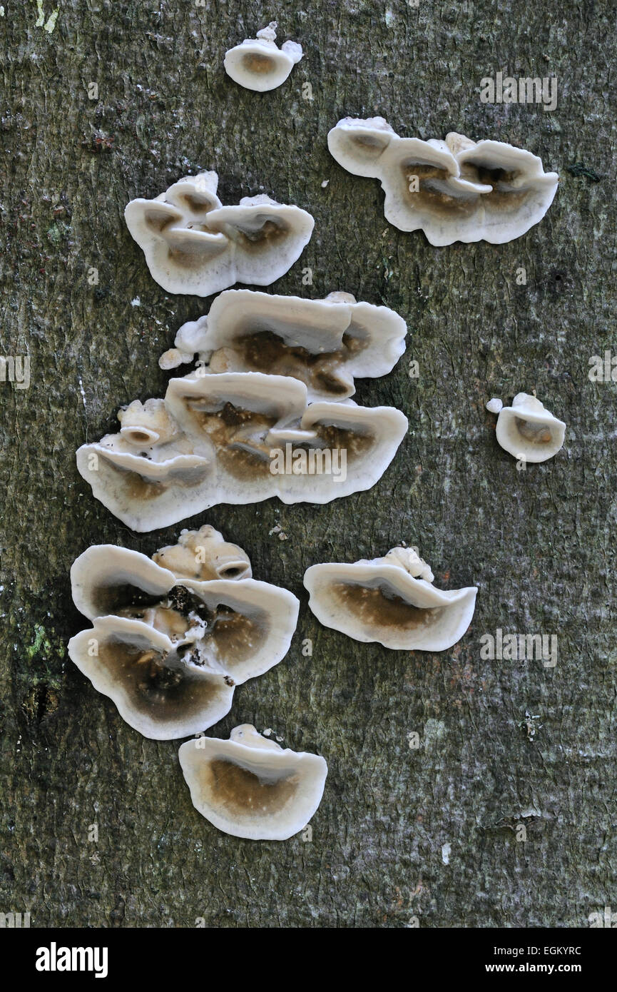 Smoky bracket / smoky polypore / white rot (Bjerkandera adusta) growing ...