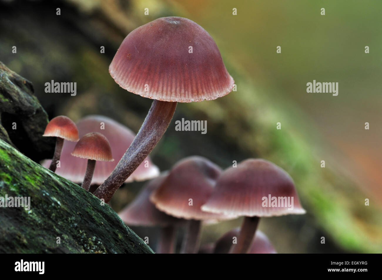 Bleeding mycena / Bleeding fairy helmet / Burgundy drop bonnet (Mycena ...