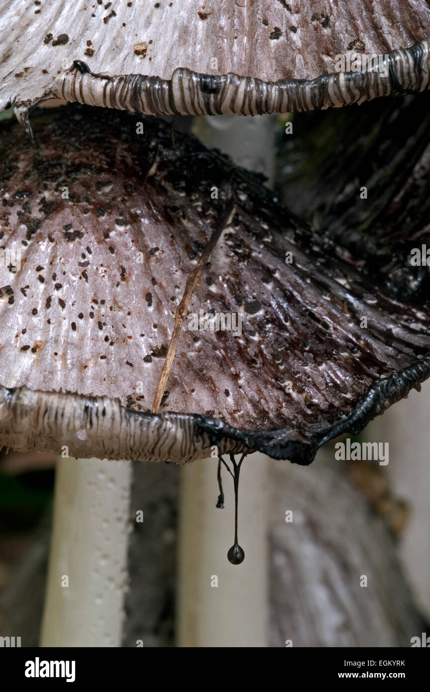 Common ink cap / Common inkcap / Inky cap (Coprinopsis atramentaria ...