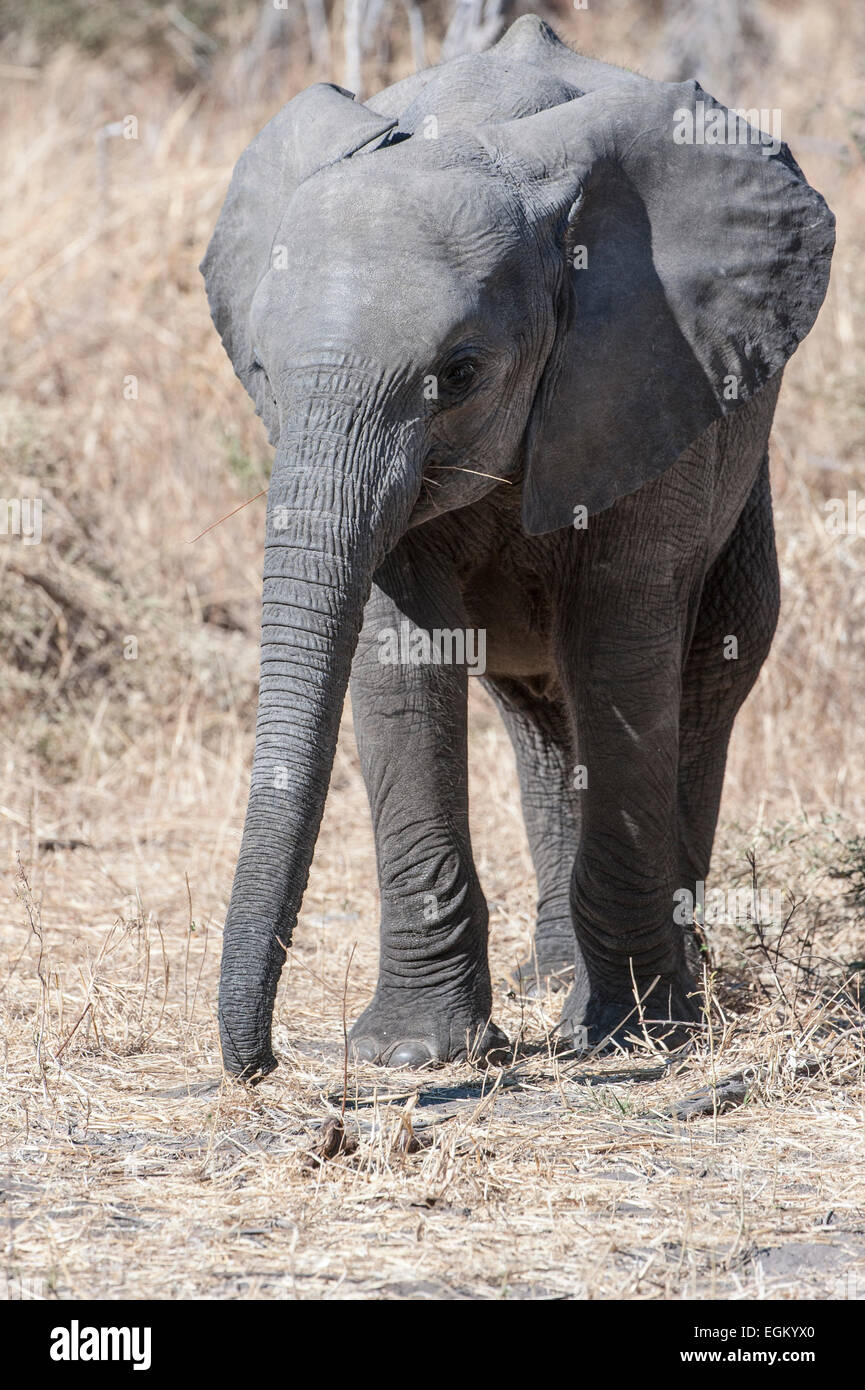 Baby Elephant Front View