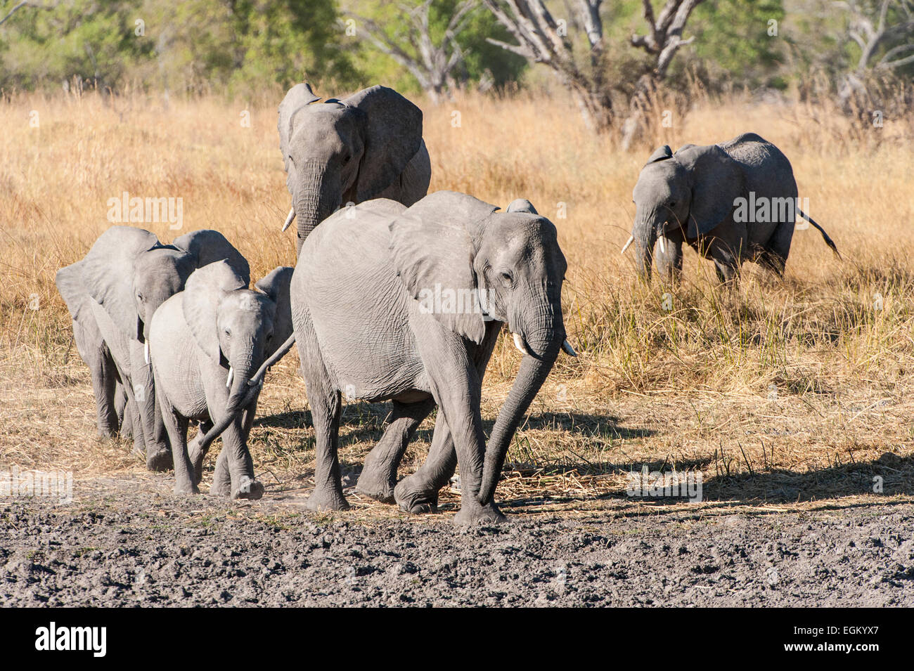 Group of five african elephants, adult and calves Stock Photo - Alamy