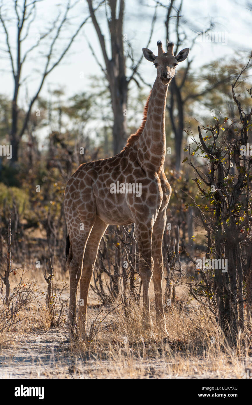Side view of young giraffe in front of trees Stock Photo - Alamy