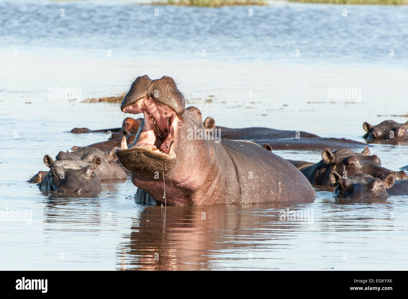 Side view of hippos in river, one with mouth open Stock Photo - Alamy