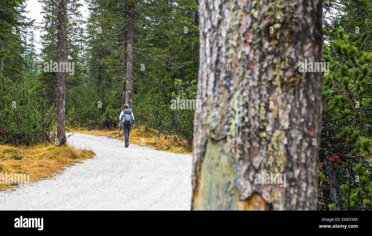 a girl walking in the forest in the italian alps Stock Photo - Alamy