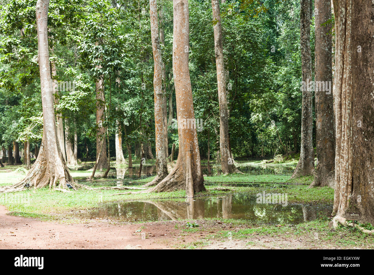 Teak forest hi-res stock photography and images - Alamy