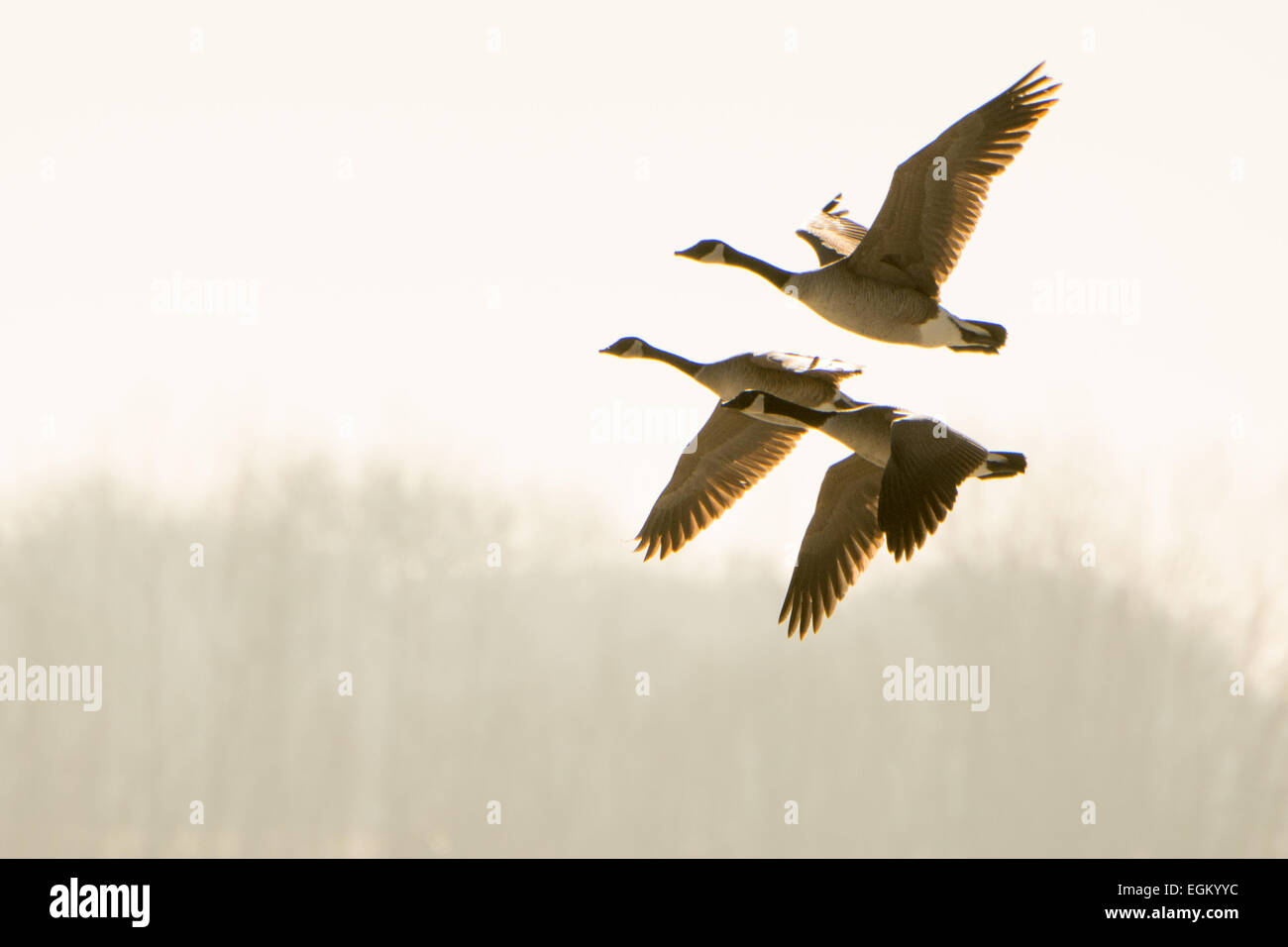 A small group of Canada Geese fly by early morning Stock Photo - Alamy