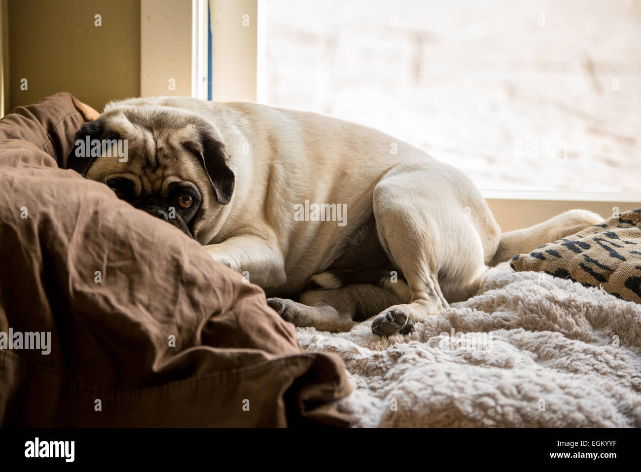 Sleepy pug hi-res stock photography and images - Alamy