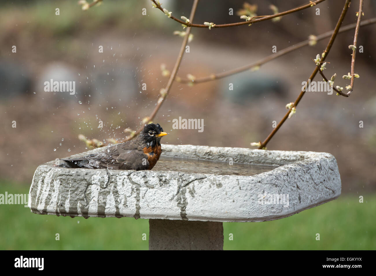 Robin bird bath hi-res stock photography and images - Alamy