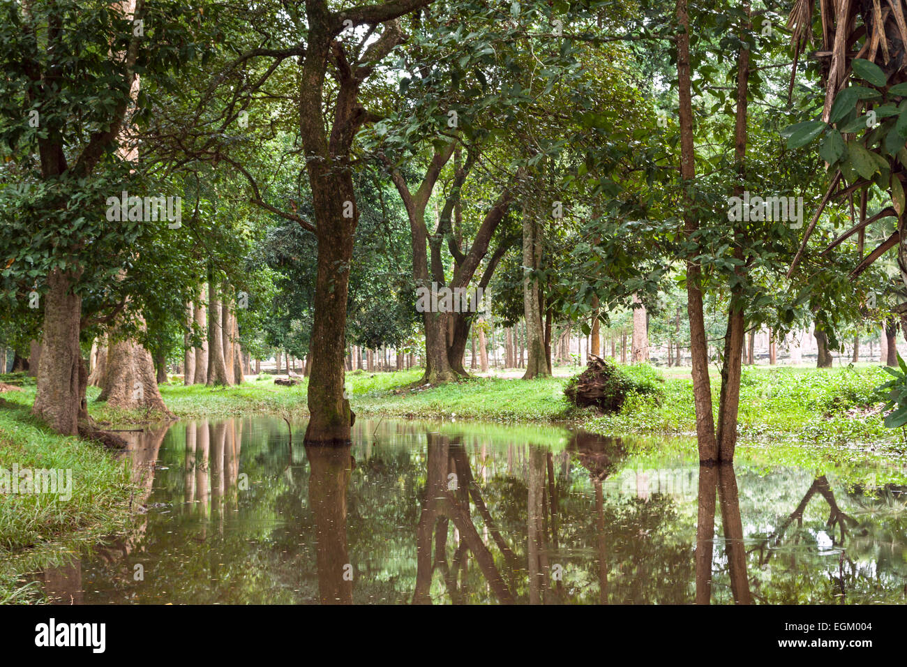 Tropical teak forest in Cambodia, Asia Stock Photo - Alamy