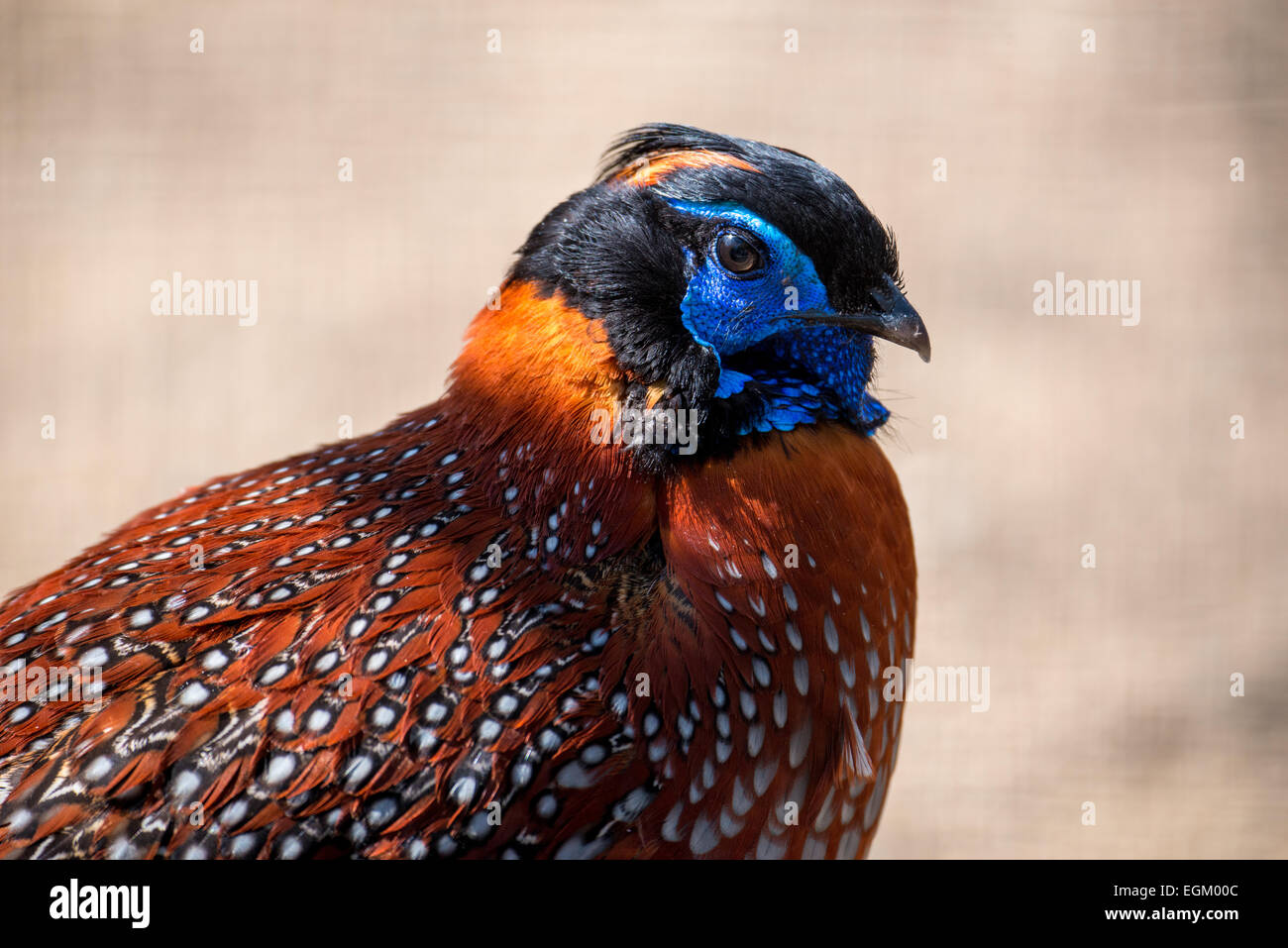 A beautiful colored pheasant Stock Photo - Alamy