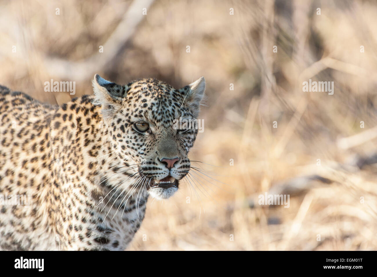 Adult leopard hi-res stock photography and images - Alamy