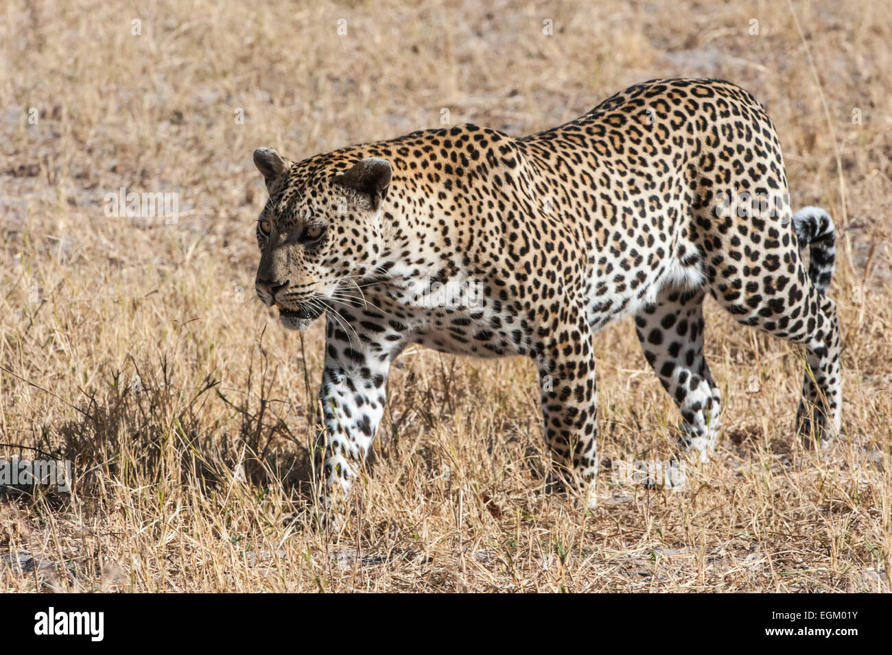 Leopard, walking in Botswana, dried grass in background Stock Photo - Alamy
