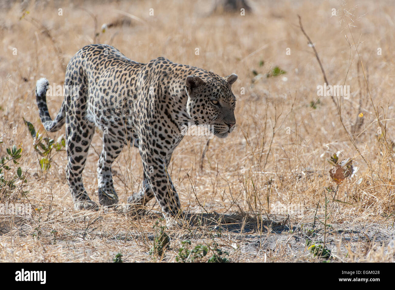 Leopard, walking in Botswana, dried grass in background Stock Photo - Alamy