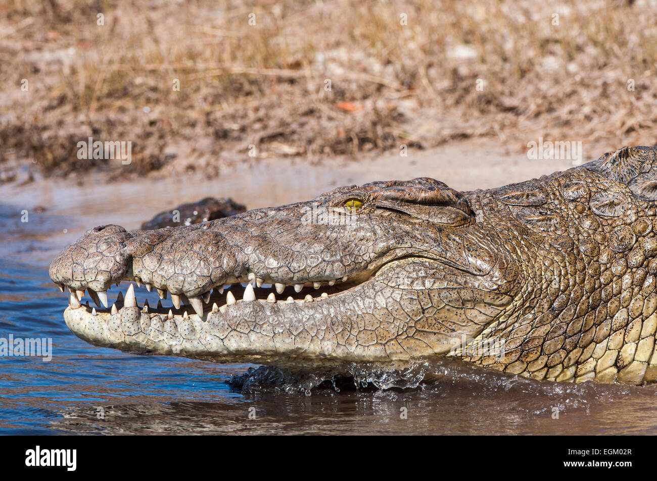 Alligator Side View