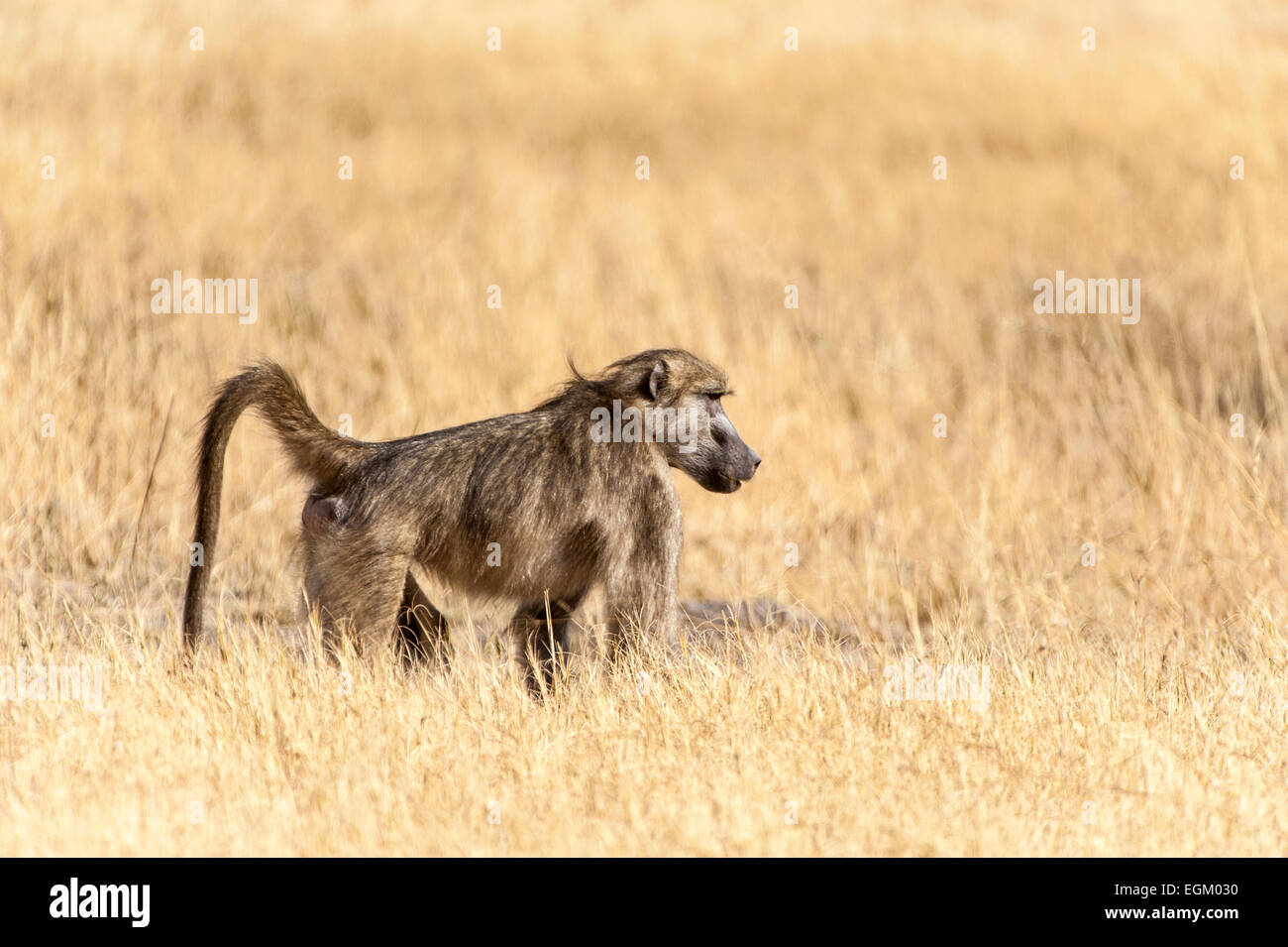 Side view of single baboon on all fours in grass Stock Photo - Alamy