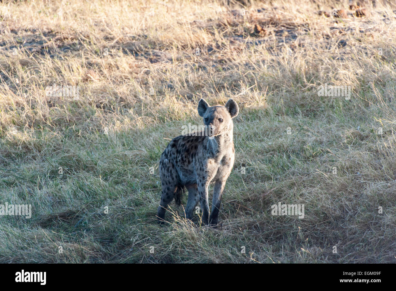 Front view of hyena in grassland Stock Photo - Alamy