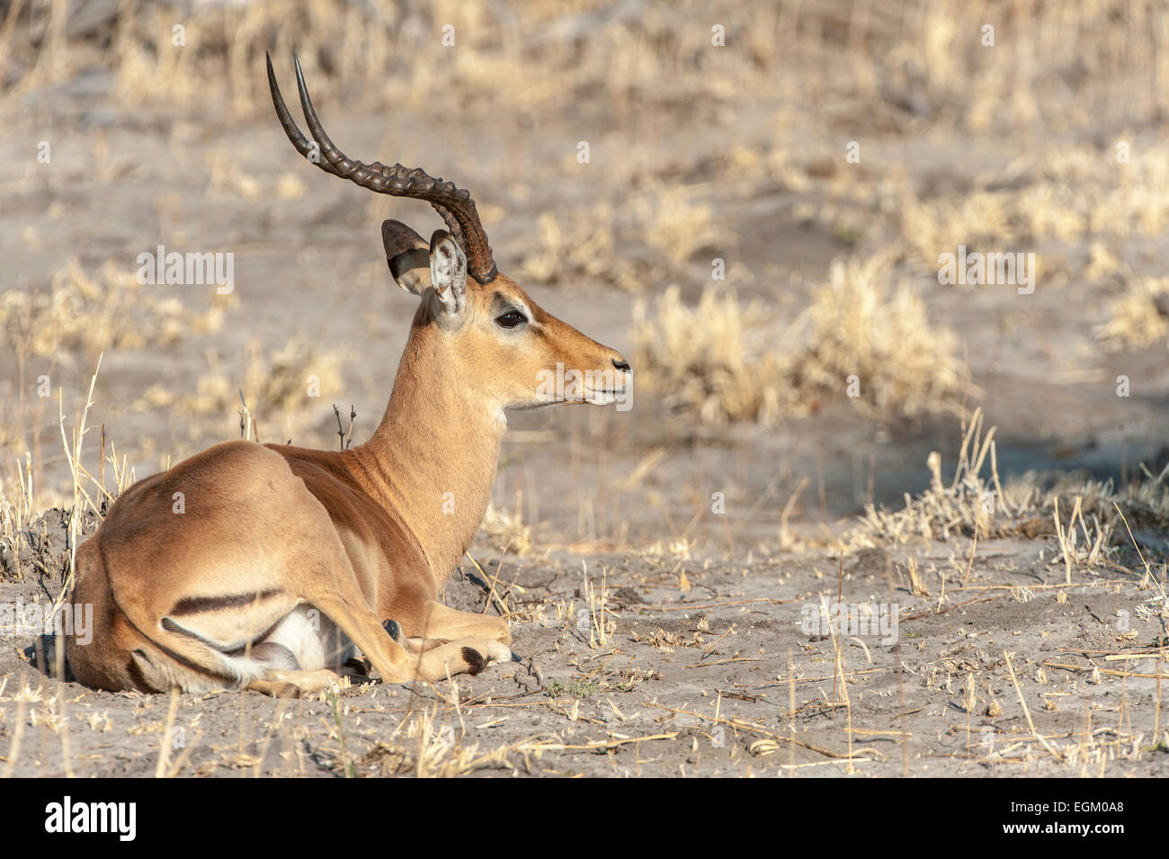 Side view of male impala lying down Stock Photo - Alamy