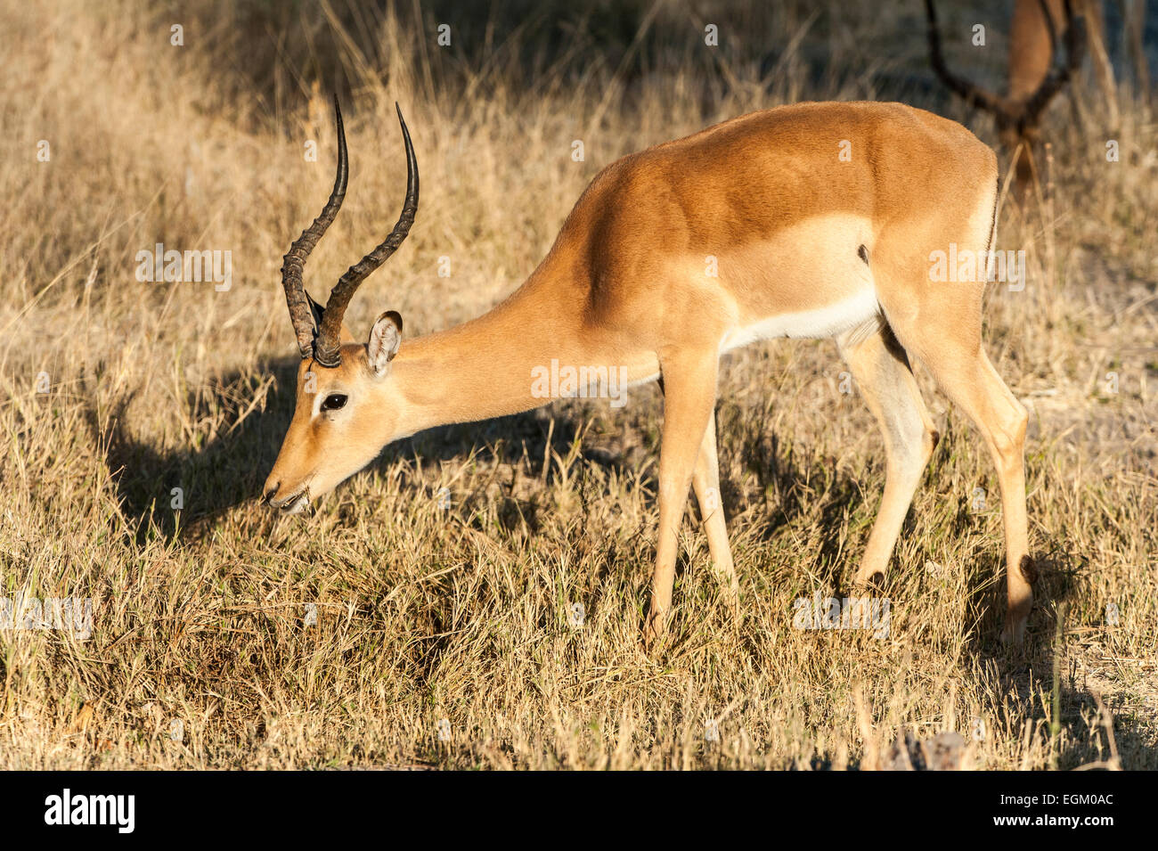 Side view of an impala hi-res stock photography and images - Alamy