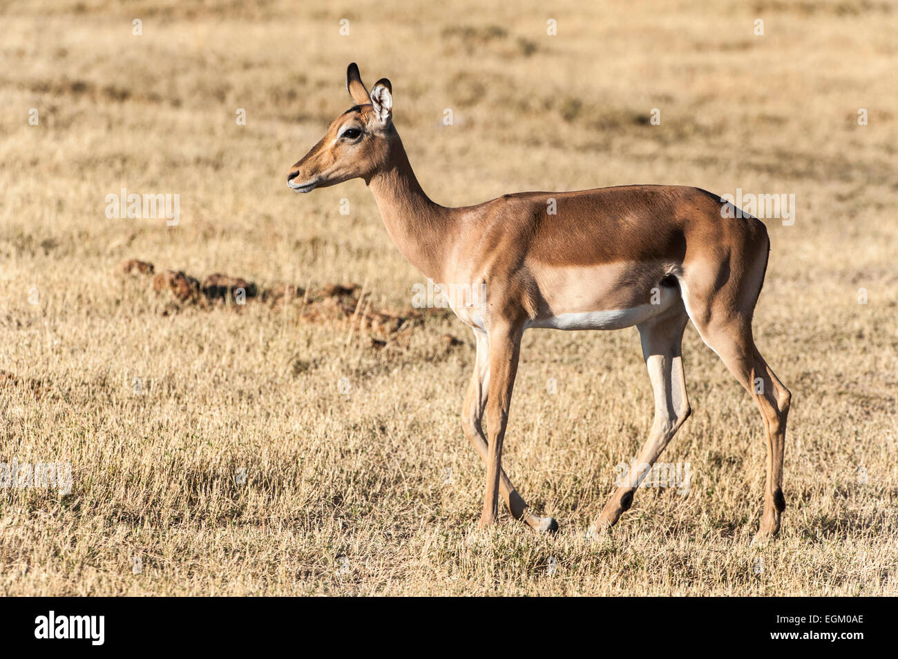 Side view of an impala hi-res stock photography and images - Alamy