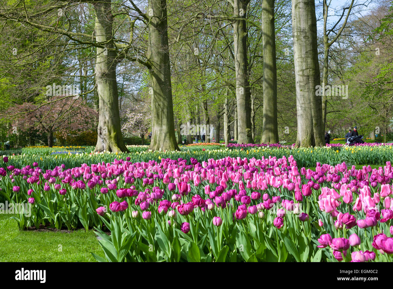 Spring Garden in Keukenhof, Netherlands Stock Photo - Alamy