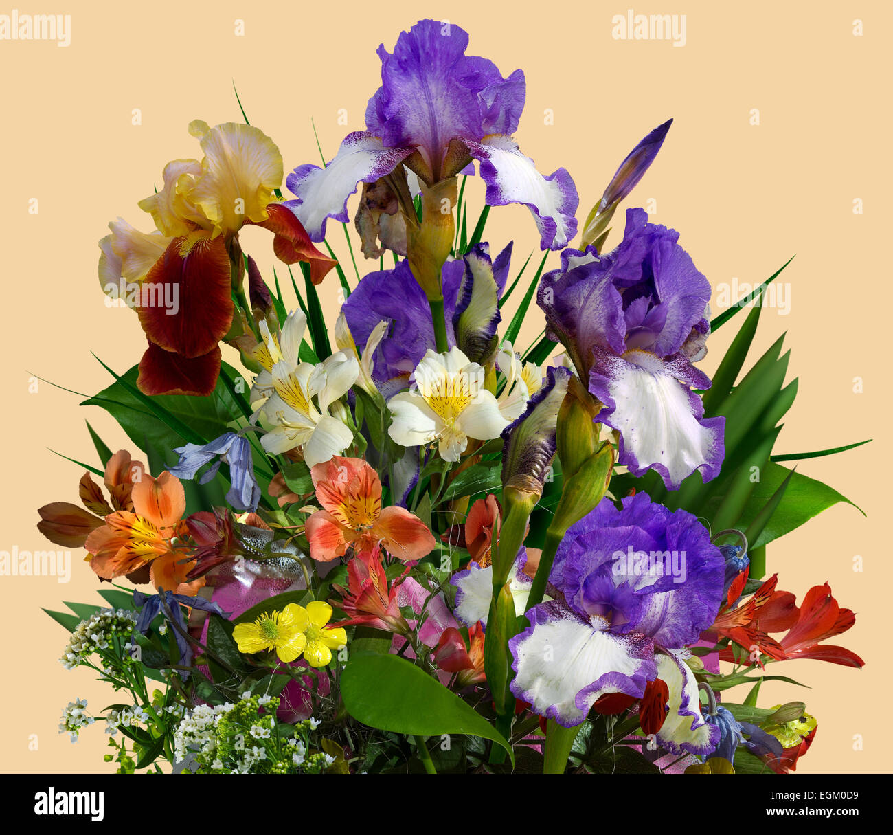 Iris orchids hi-res stock photography and images - Alamy