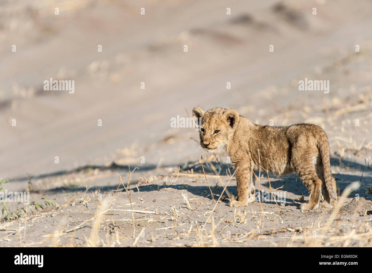 Single lion cub in Chobe, Botswana Stock Photo - Alamy