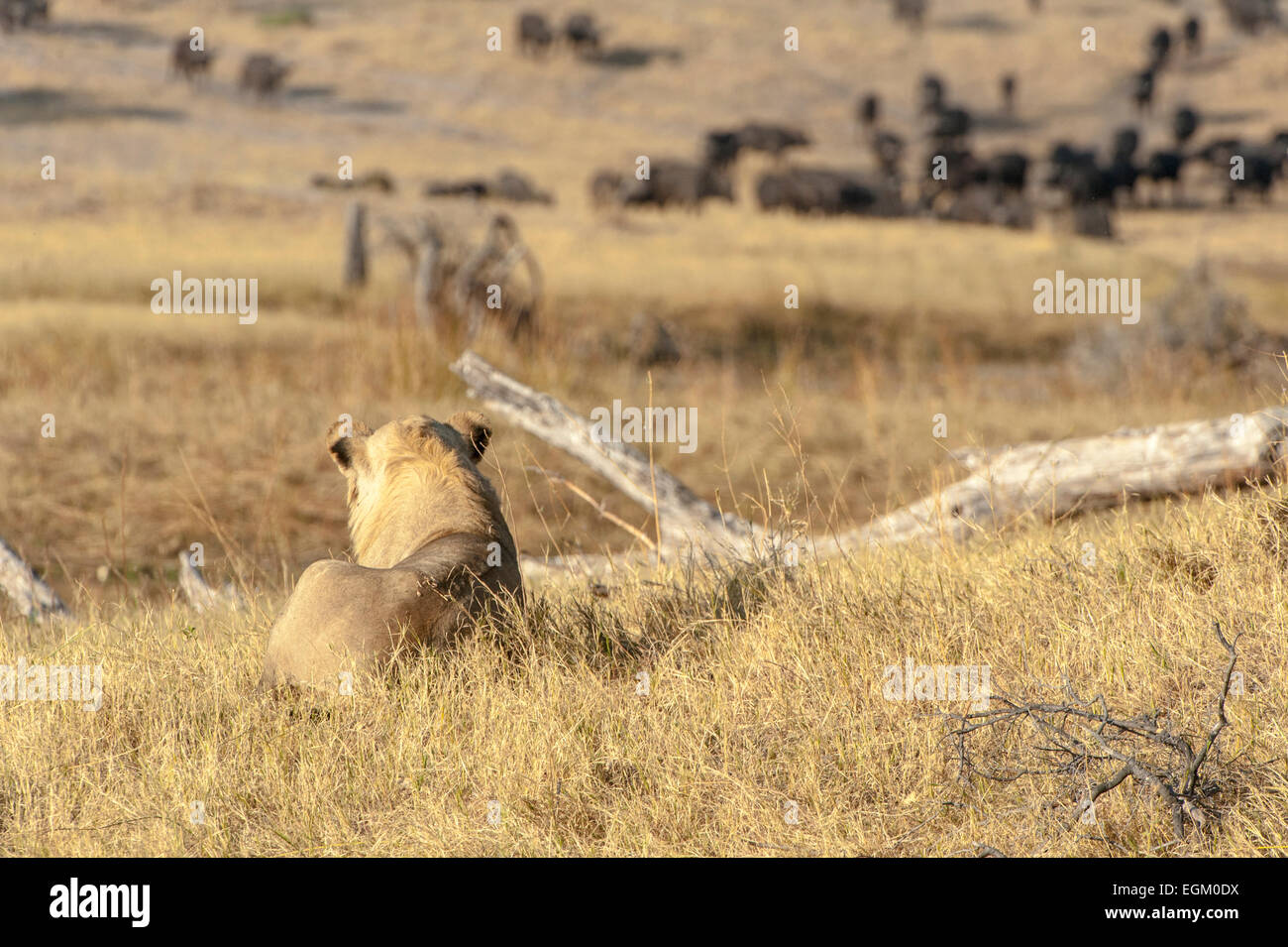 Lion laying down facing away from photographer, looking over savannah ...