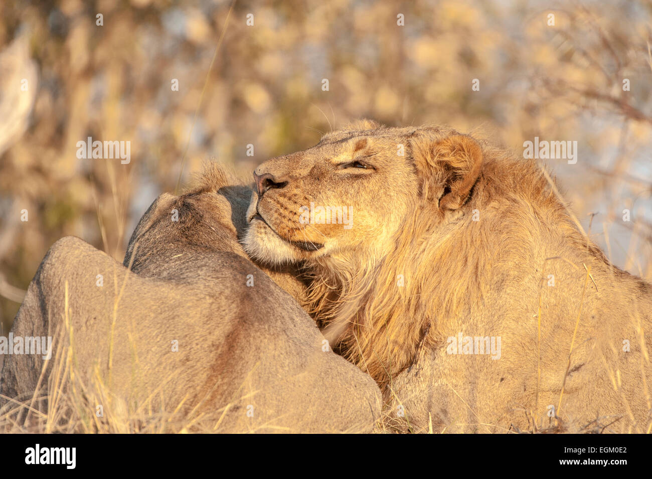 Single lion (male), in Botswana Stock Photo - Alamy