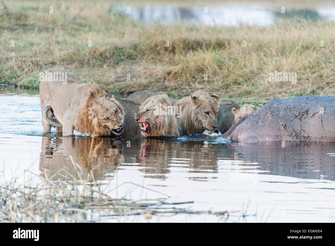 Adult lions, eating a dead hippopotamus, in water Stock Photo - Alamy