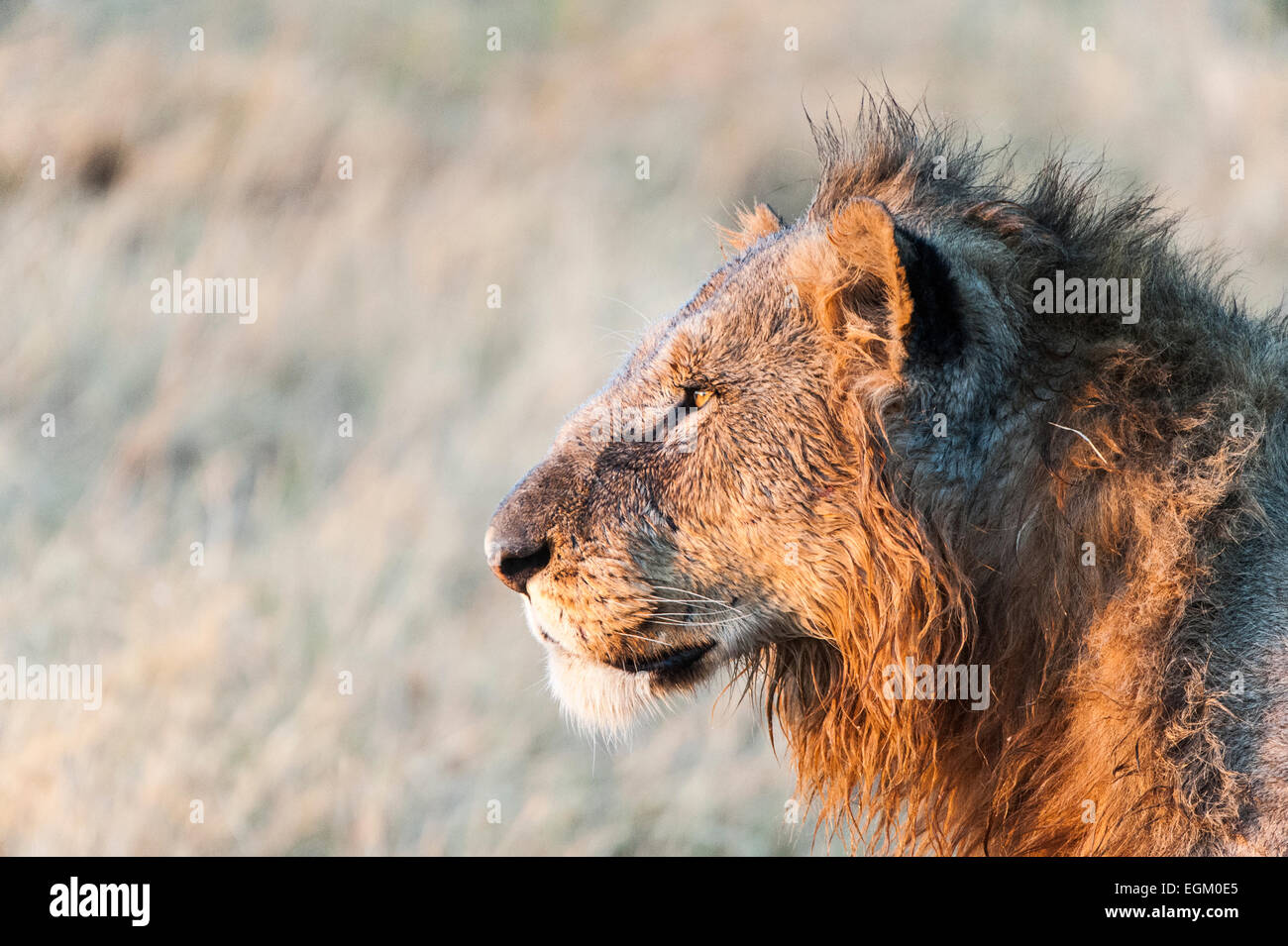 Single lion (male), in Botswana Stock Photo - Alamy