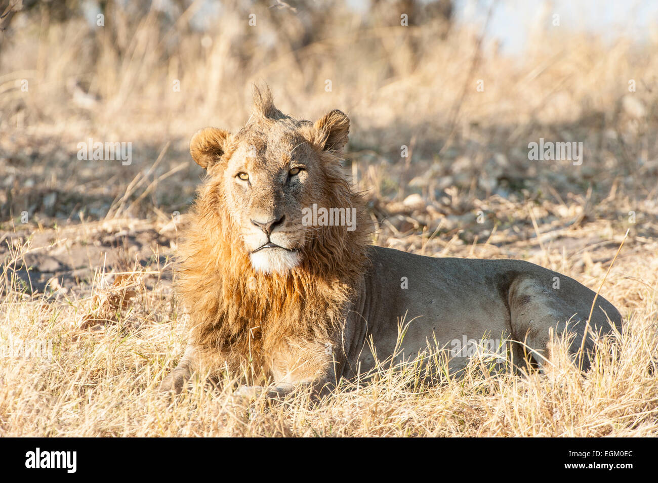 Single lion (male), in Botswana Stock Photo - Alamy