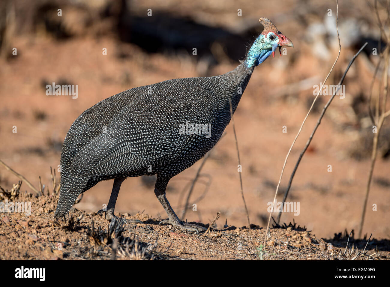 Guinea fowl bird hi-res stock photography and images - Alamy