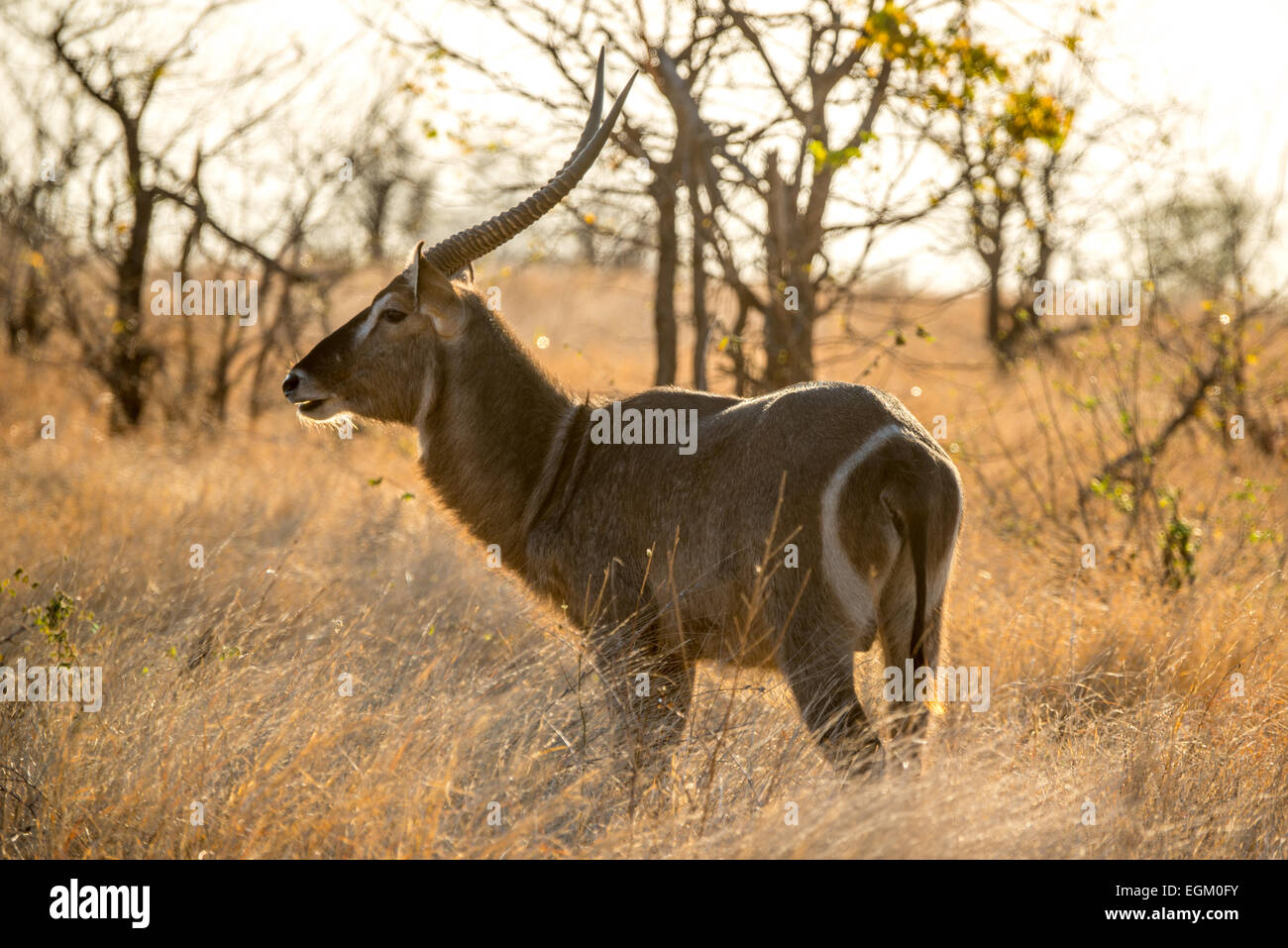 Water buck hi-res stock photography and images - Alamy