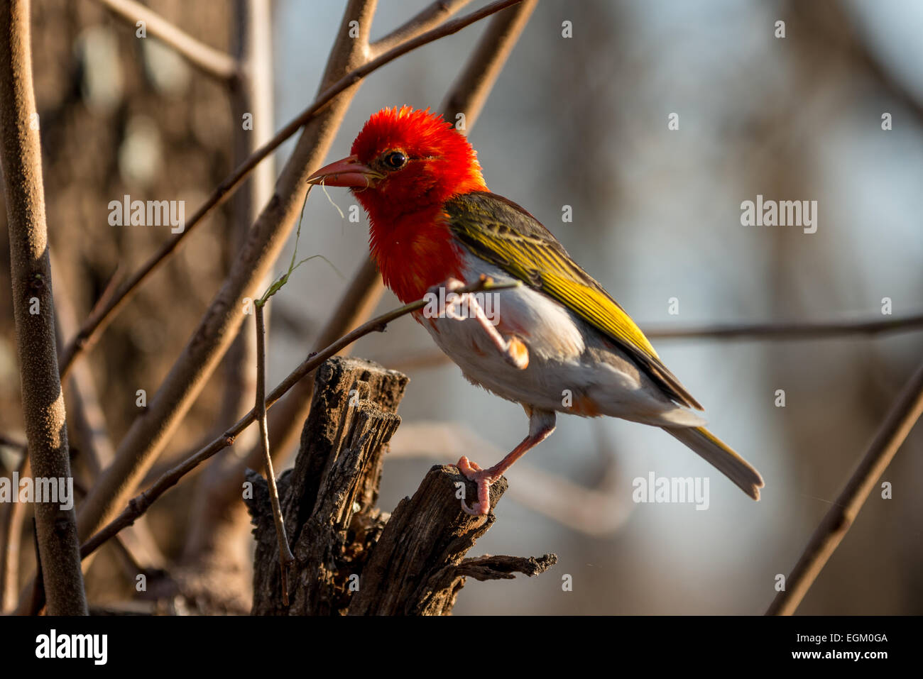 Red headed weaver bird hi-res stock photography and images - Alamy