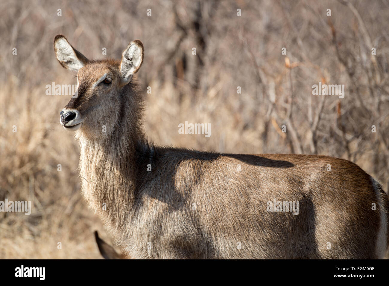 Water Buck High Resolution Stock Photography and Images - Alamy