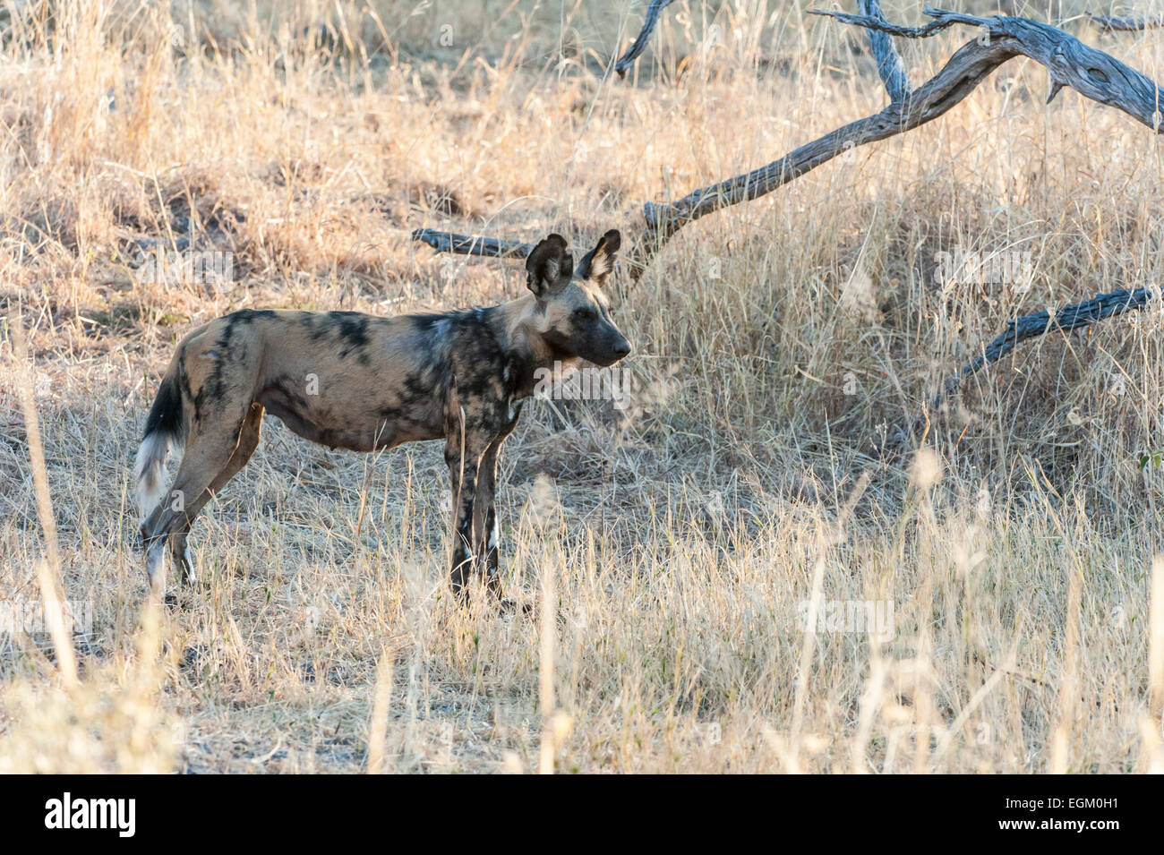 African wild dog, Botswana Stock Photo - Alamy