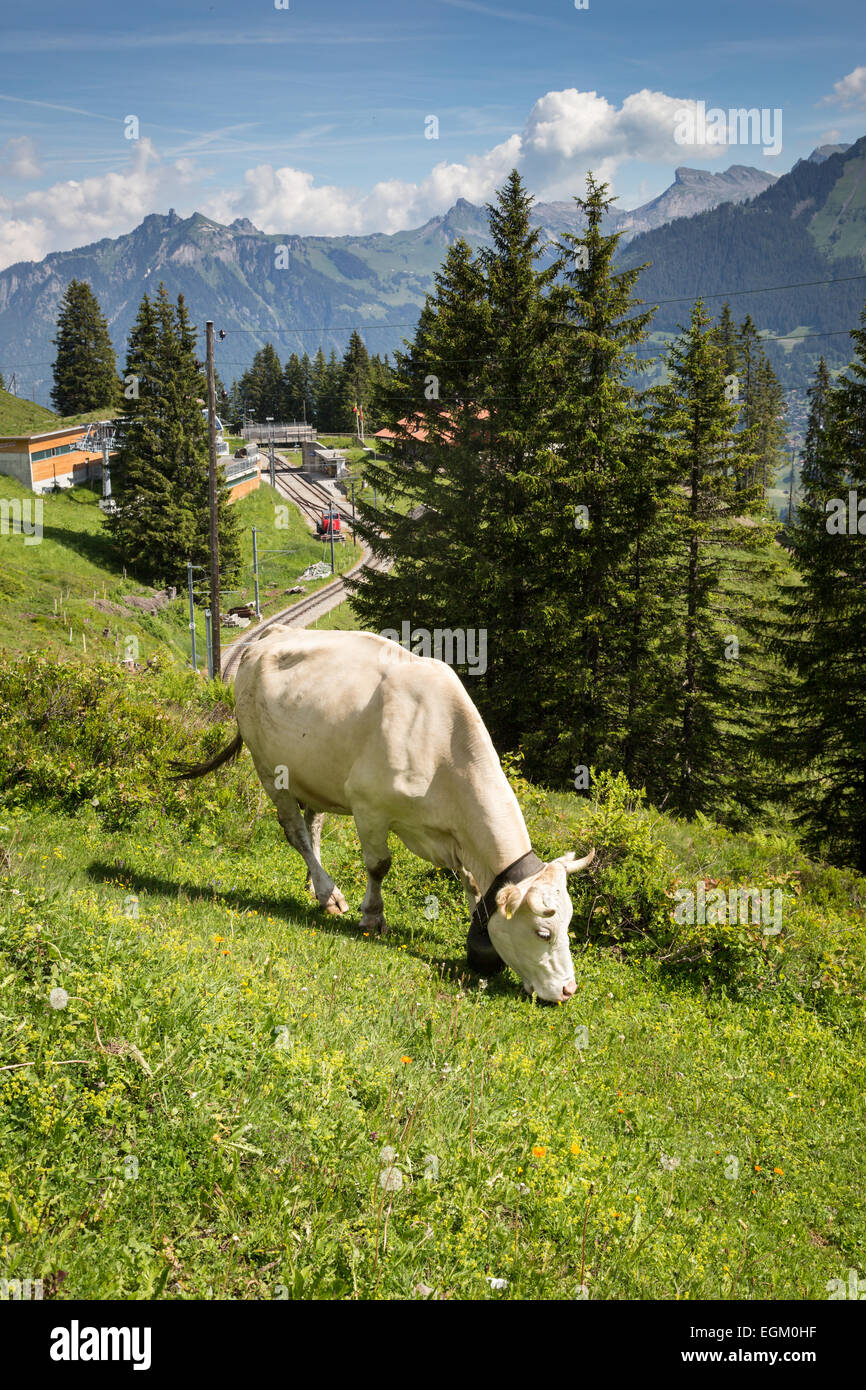 Train cow hi-res stock photography and images - Alamy