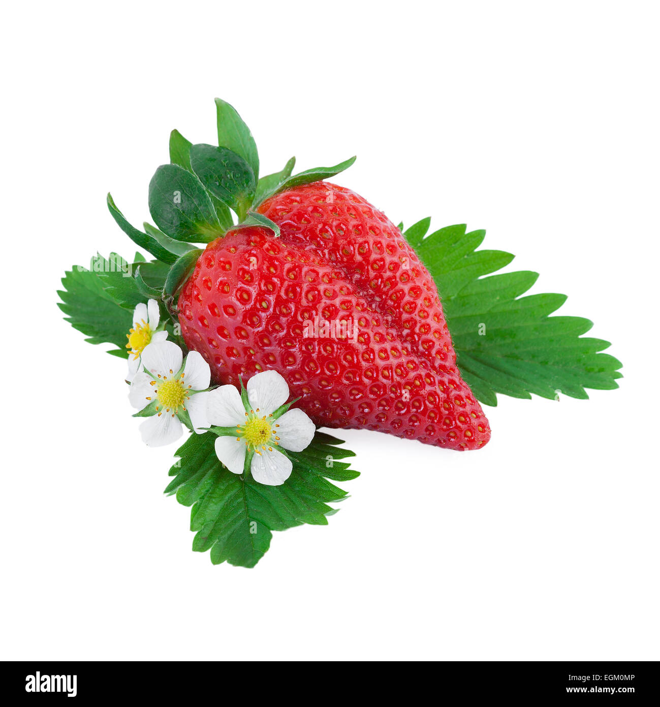 Red and white strawberry flowers hi-res stock photography and images ...