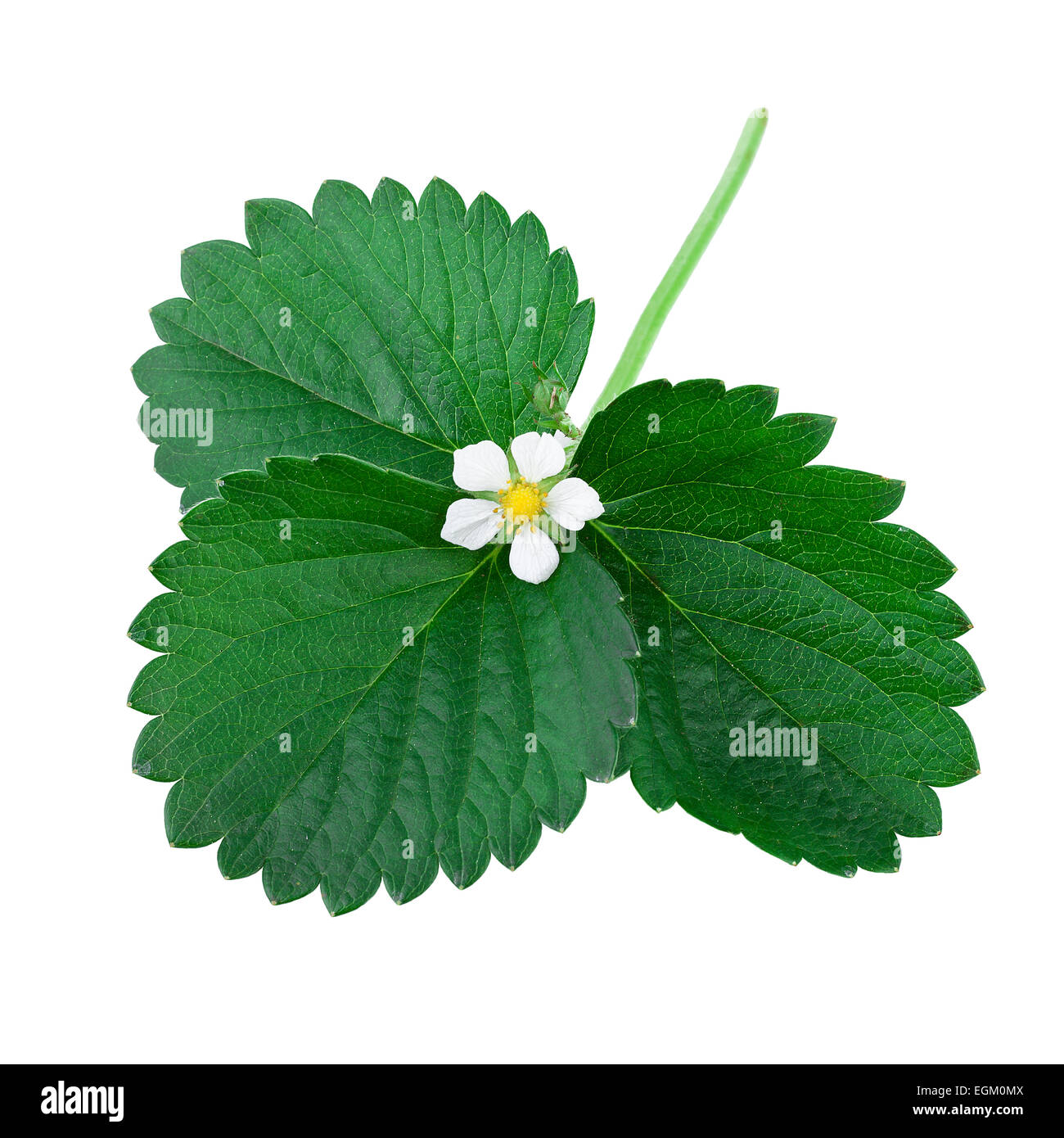 green leaf of strawberry Stock Photo - Alamy