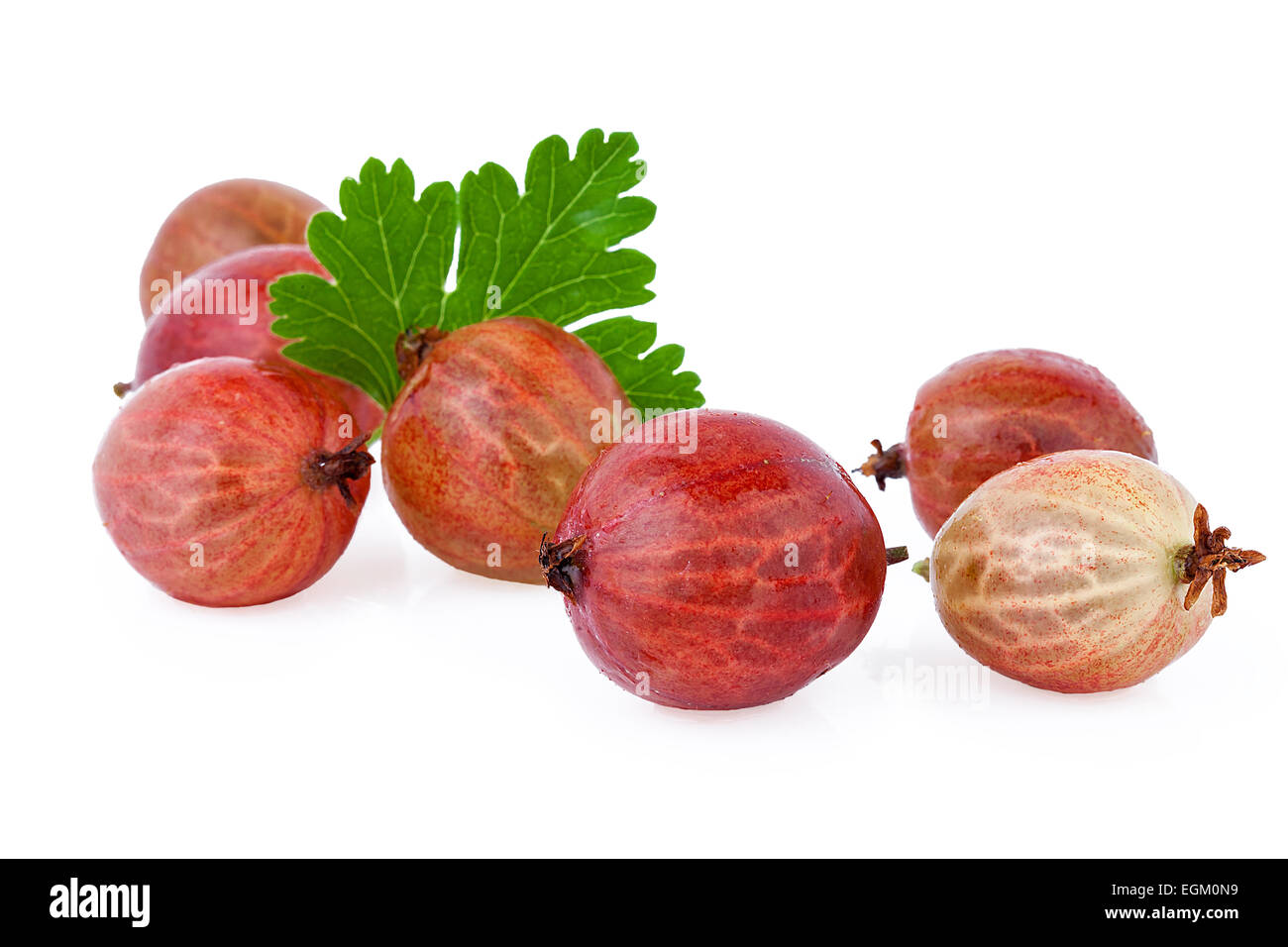 Gooseberry isolated white background Stock Photo - Alamy