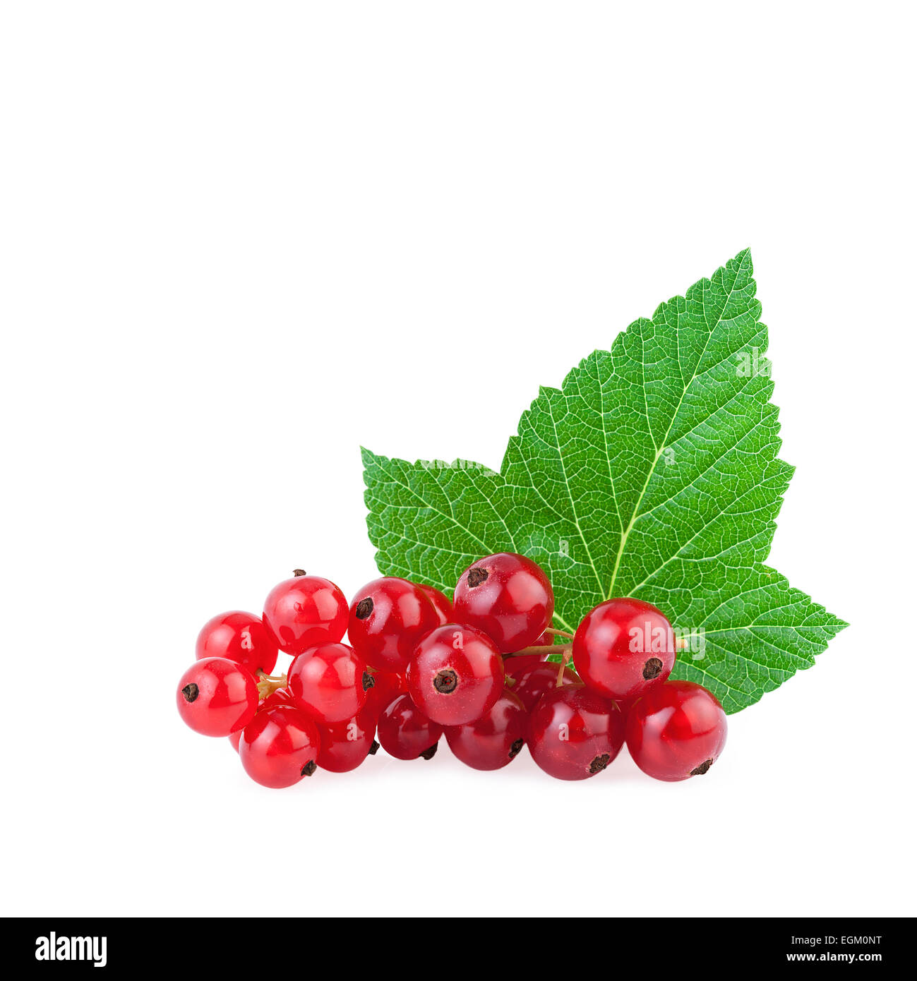 One berry plant Cut Out Stock Images & Pictures - Alamy